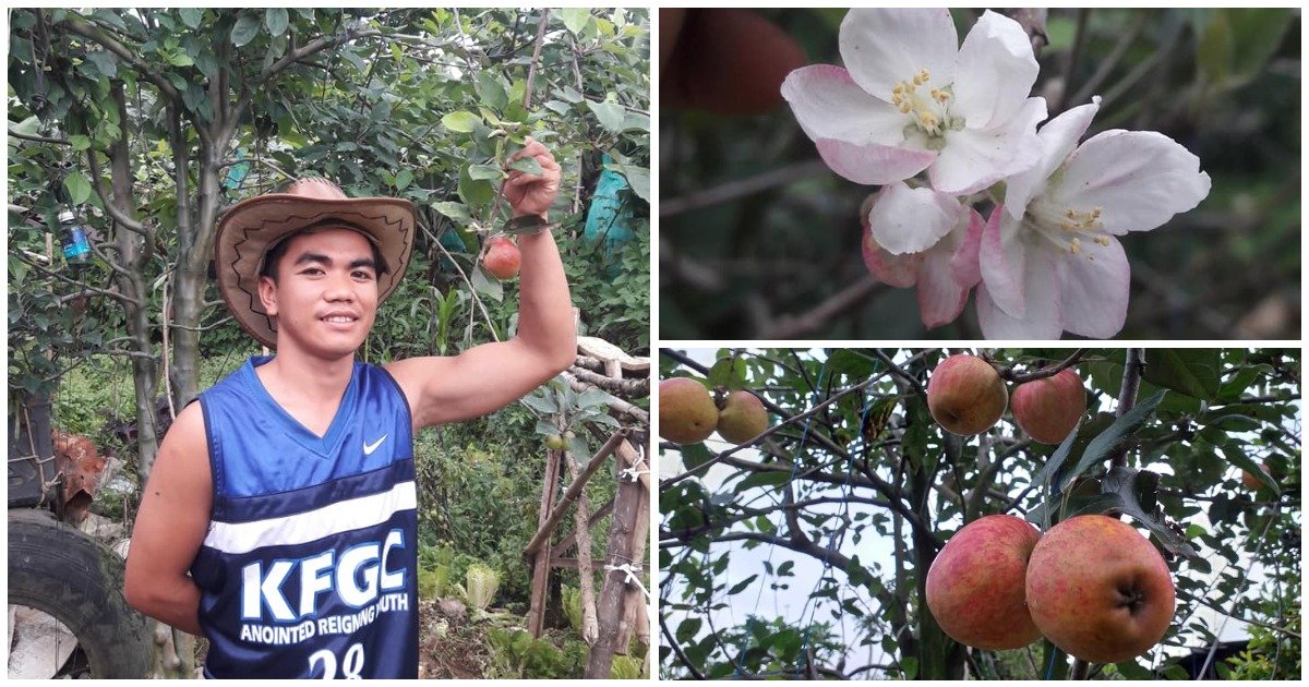 Agriculture Student Successfully Grows Fruiting Apple Trees in Mindanao ...
